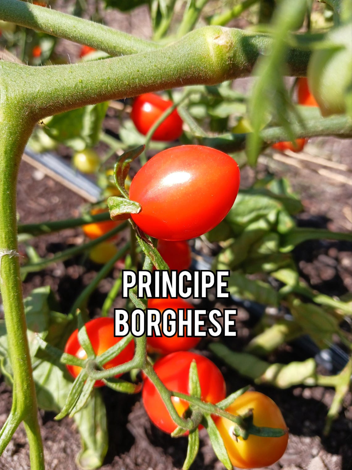 Principe Borghese Tomato Seeds - Etsy