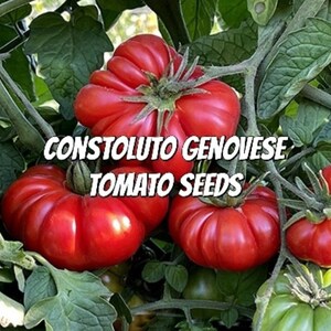 4 Pack Heirloom Tomato Seeds - Etsy