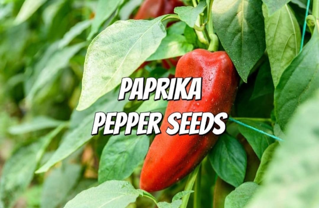 Paprika Pepper Seeds - Etsy