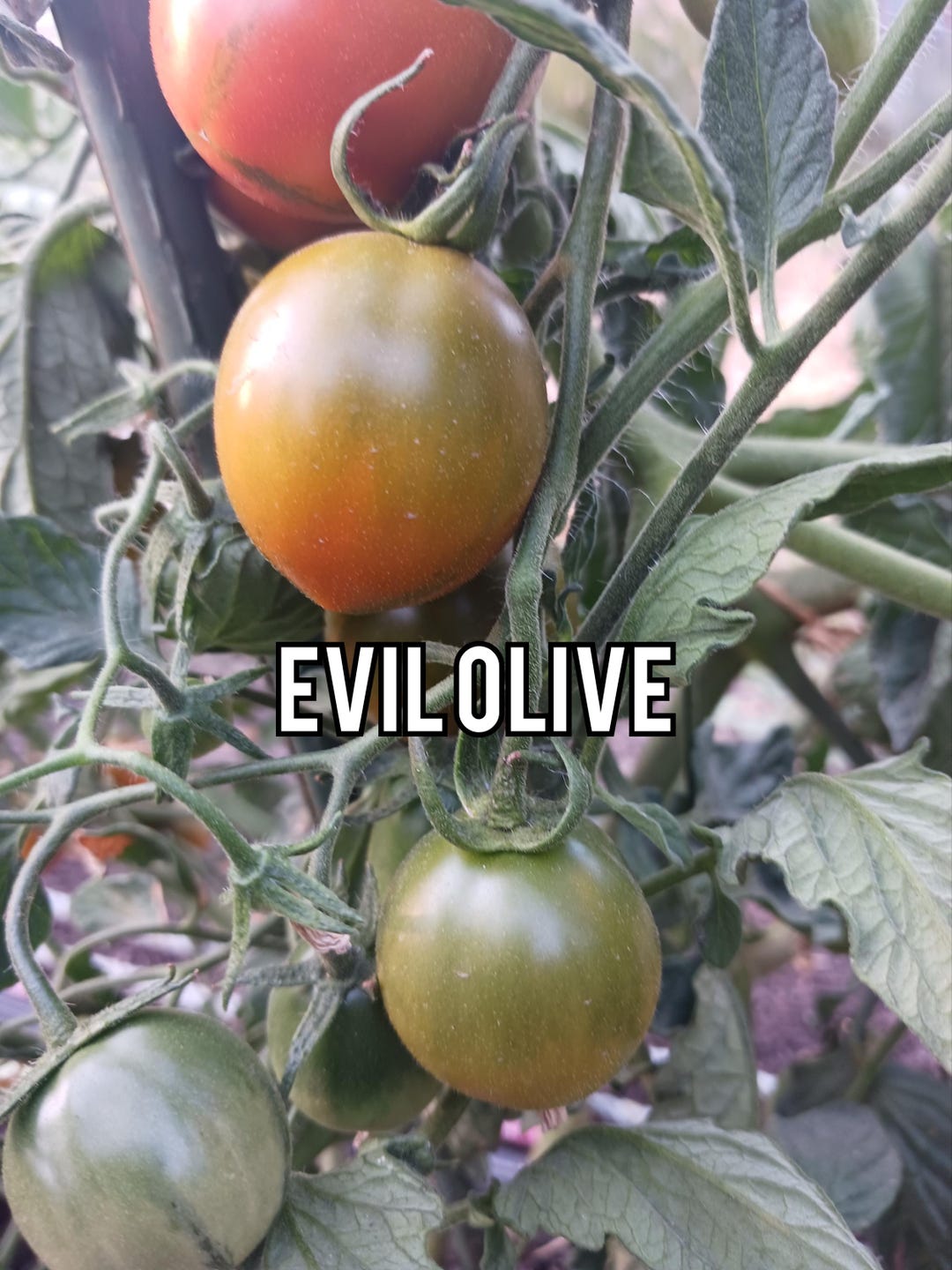 Evil Olive Tomato Seeds - Etsy