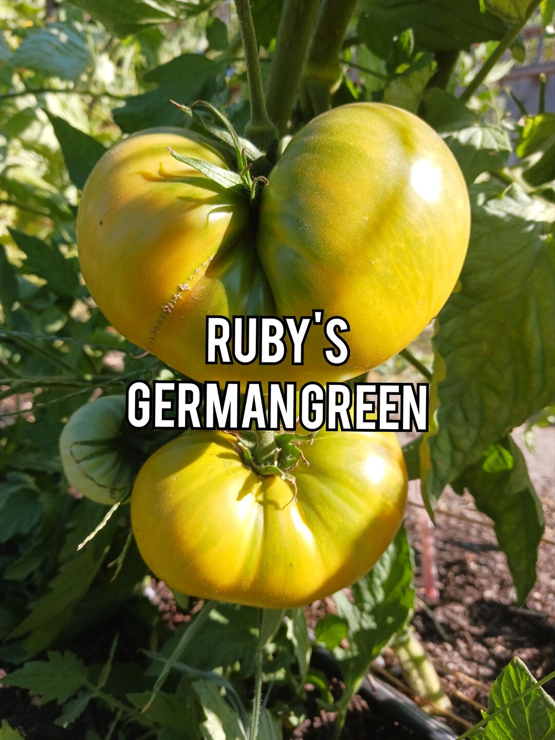 Ruby's German Green Tomato Seeds - Etsy