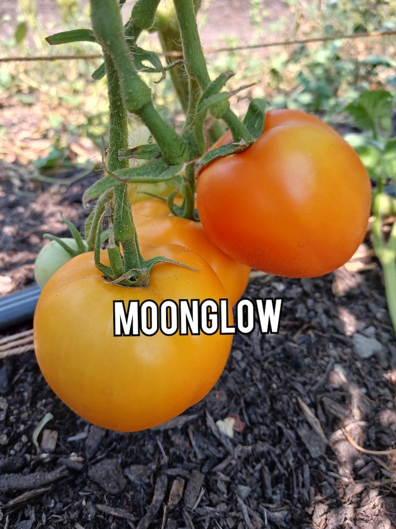 Moonglow Tomato Seeds - Etsy