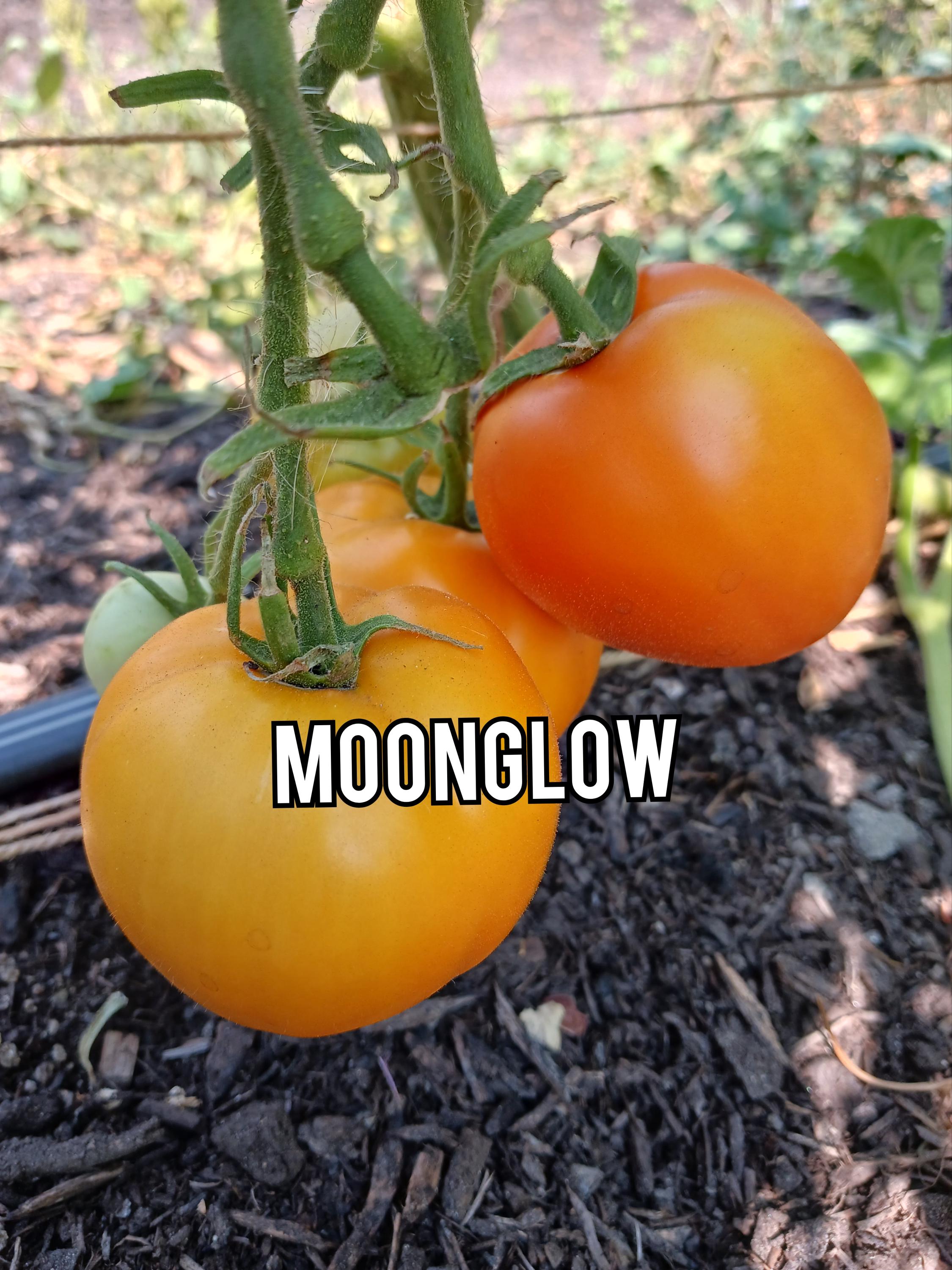 Moonglow Tomato Seeds - Etsy