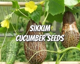 Sikkim Cucumber Seeds - Etsy