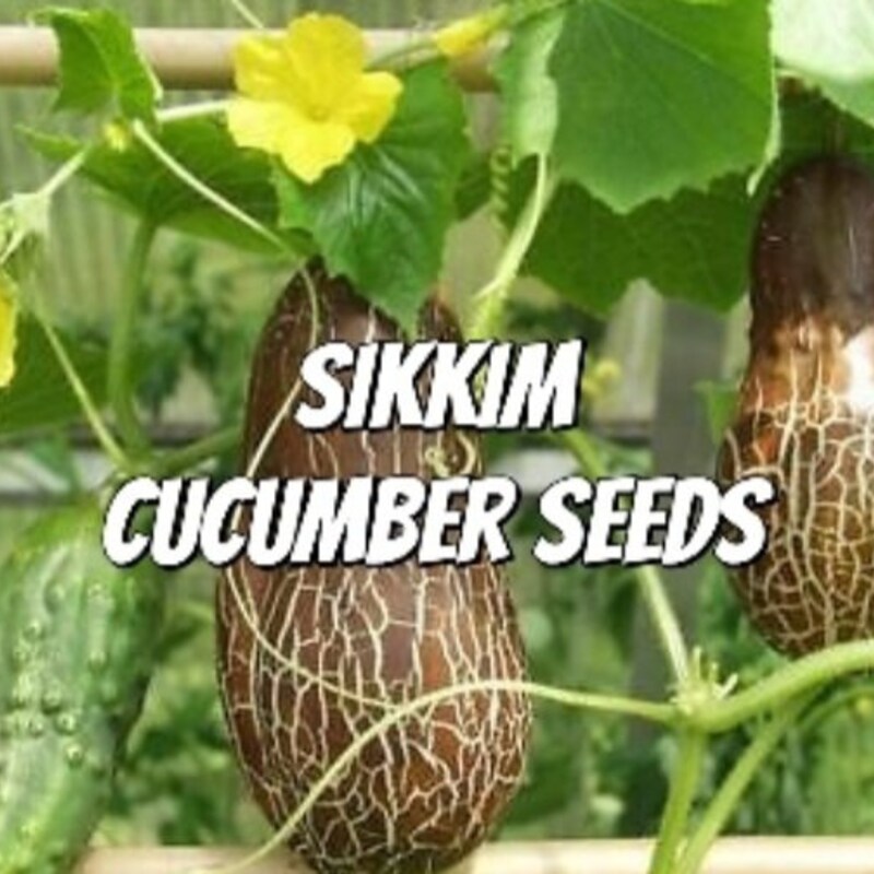 Cucumber - Etsy