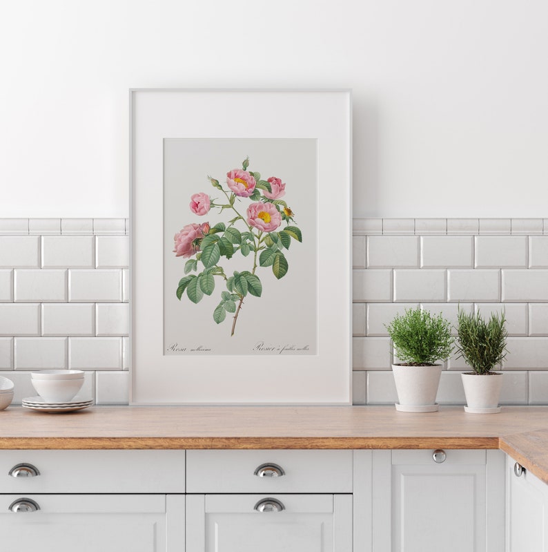 Vintage Rose Poster, Pink Botanical Print Digital Download, Kitchen ...