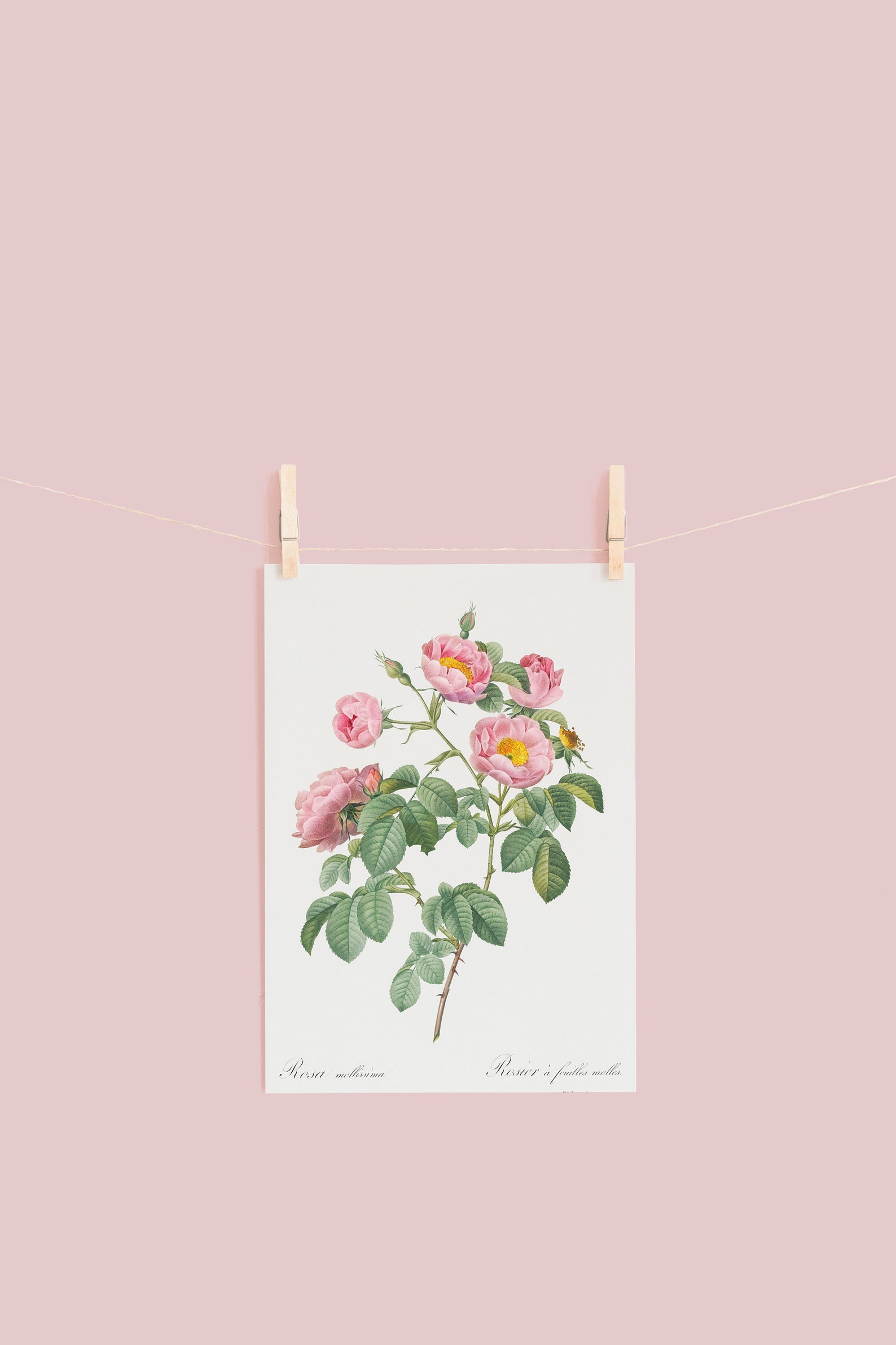 Vintage Rose Poster, Pink Botanical Print Digital Download, Kitchen ...