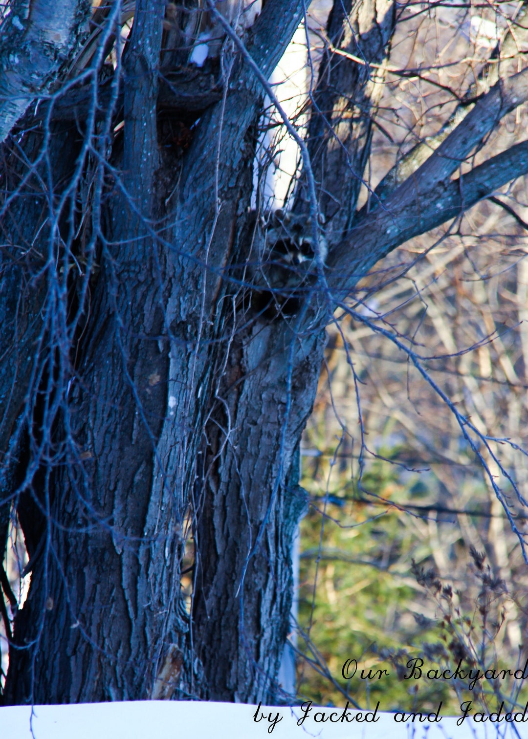 Stumpy in a Tree 2 - Etsy