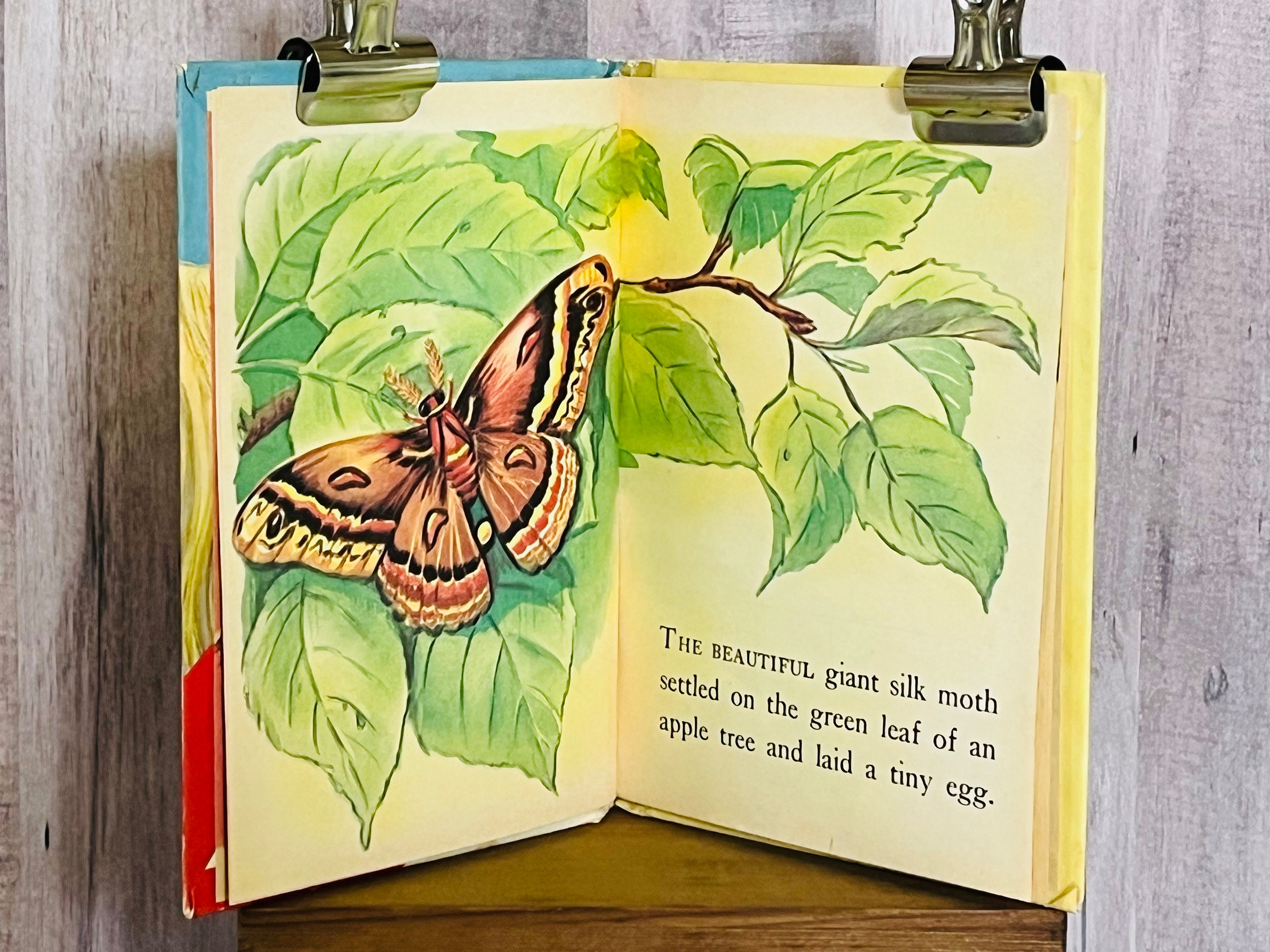 A Moth is Born by Herbert B. Walker Illiustrated by Dottig - Etsy