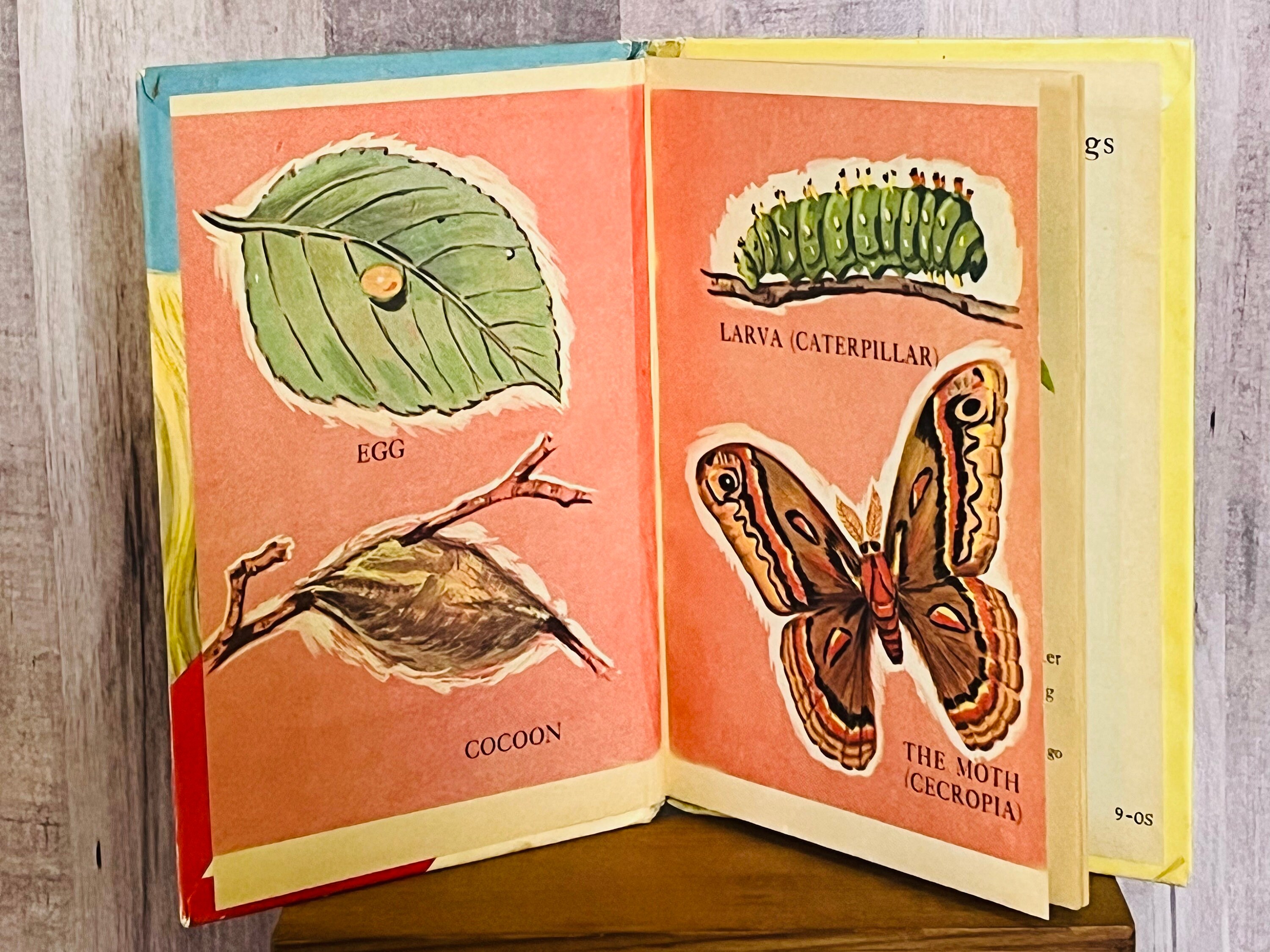 A Moth is Born by Herbert B. Walker Illiustrated by Dottig - Etsy