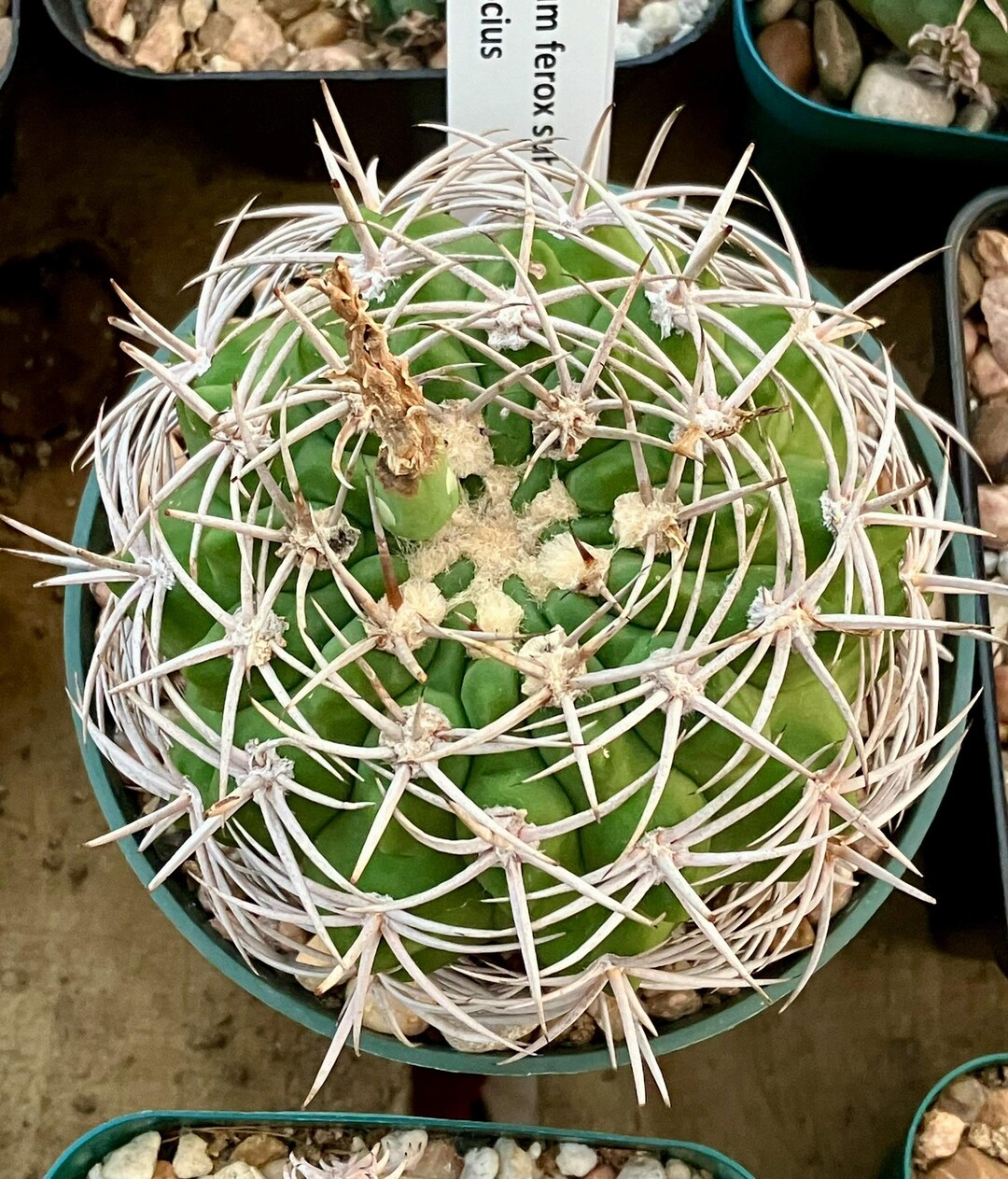 Cactus Gymnocalycium Ferox Var. Ferocior Rare Specimen Seed Grown 4.5 ...