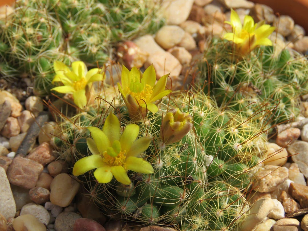 Cactus Mammillaria Surculosa Clumping Taproot Cactus in 3.5 Potyellow ...