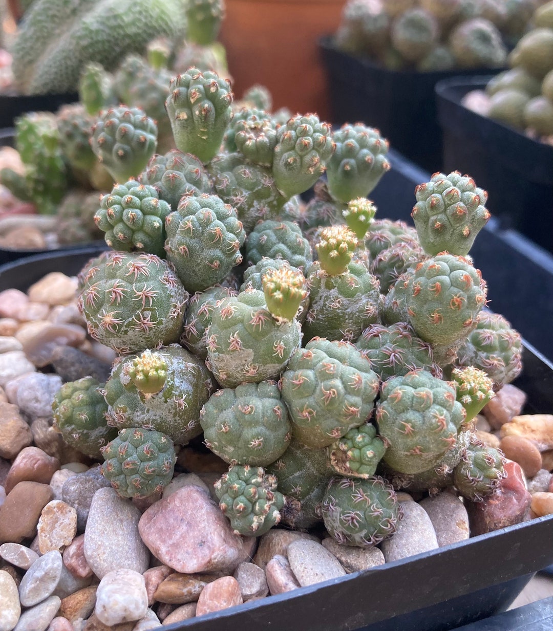 Collectors Cactus Puna Bonnieae Maihuinopsis Bonnieae Pictured Growing ...