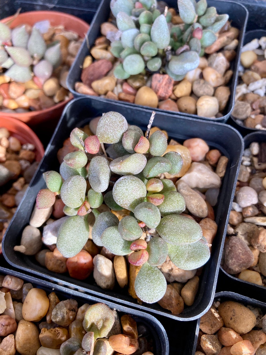 Mesembs Adromischus Marianae little Spheroid succulent Large Clump as ...