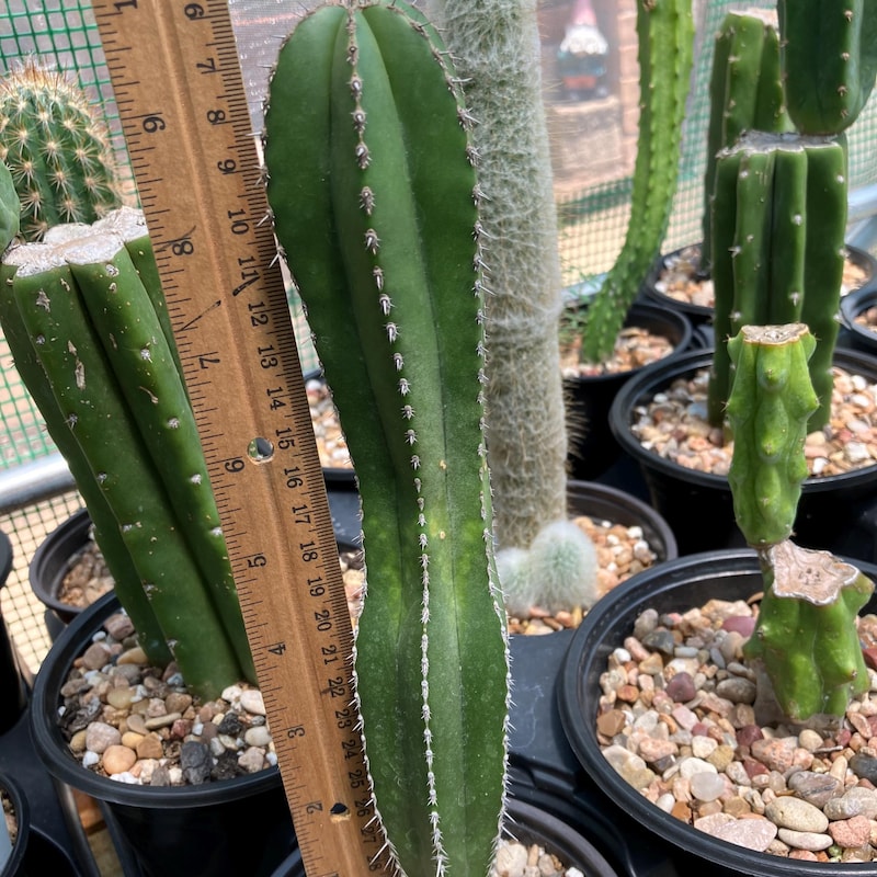 Fence Post Cactus - Etsy