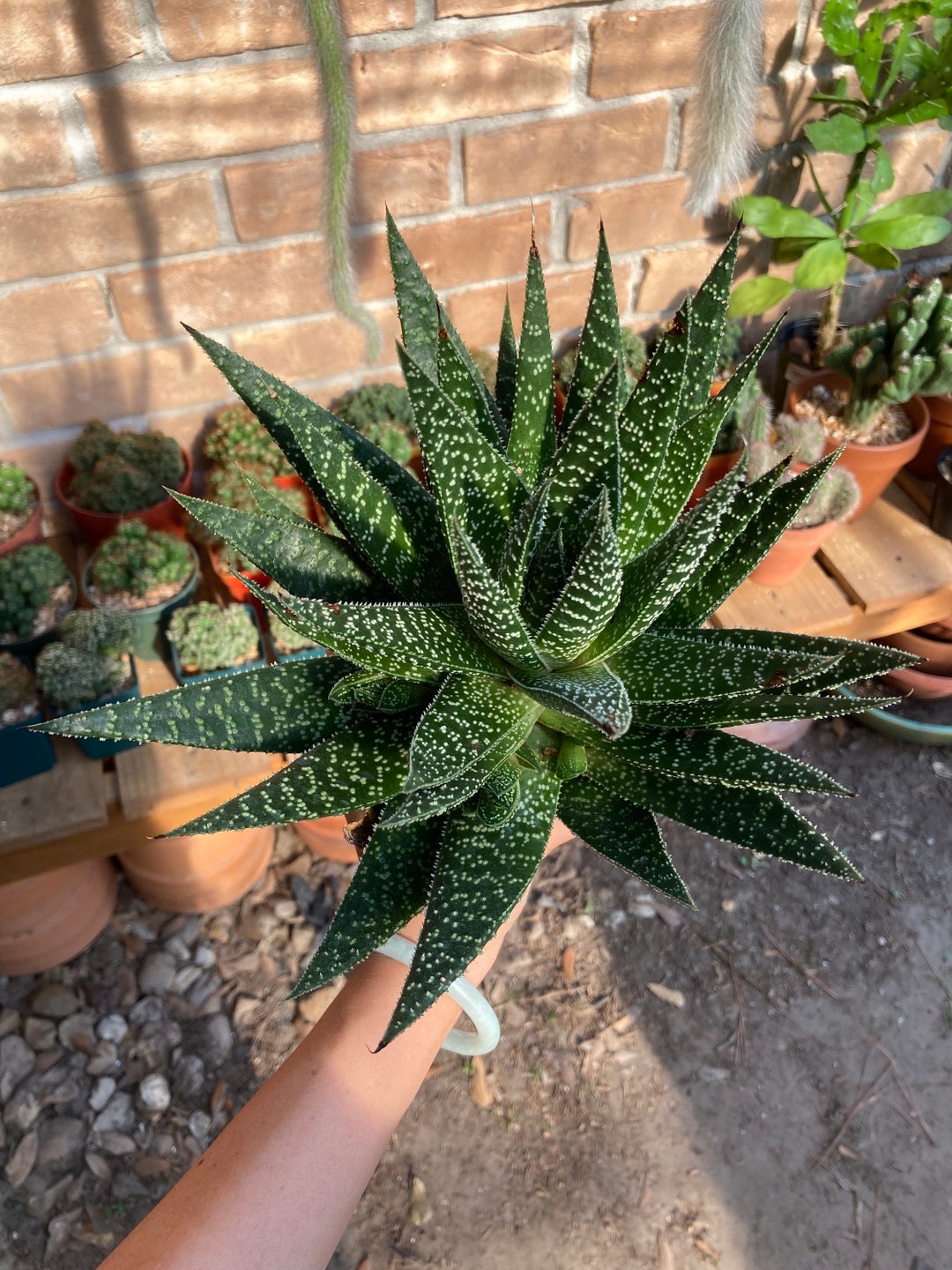 Gasteria Flow succulent 6 Big Plant With Pups - Etsy