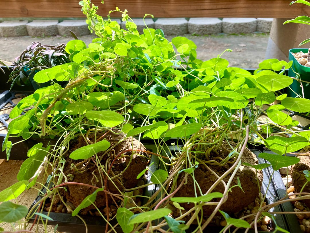 Stephania Cepharantha in 4 Pot caudex Succulent Cultivated in Houston ...