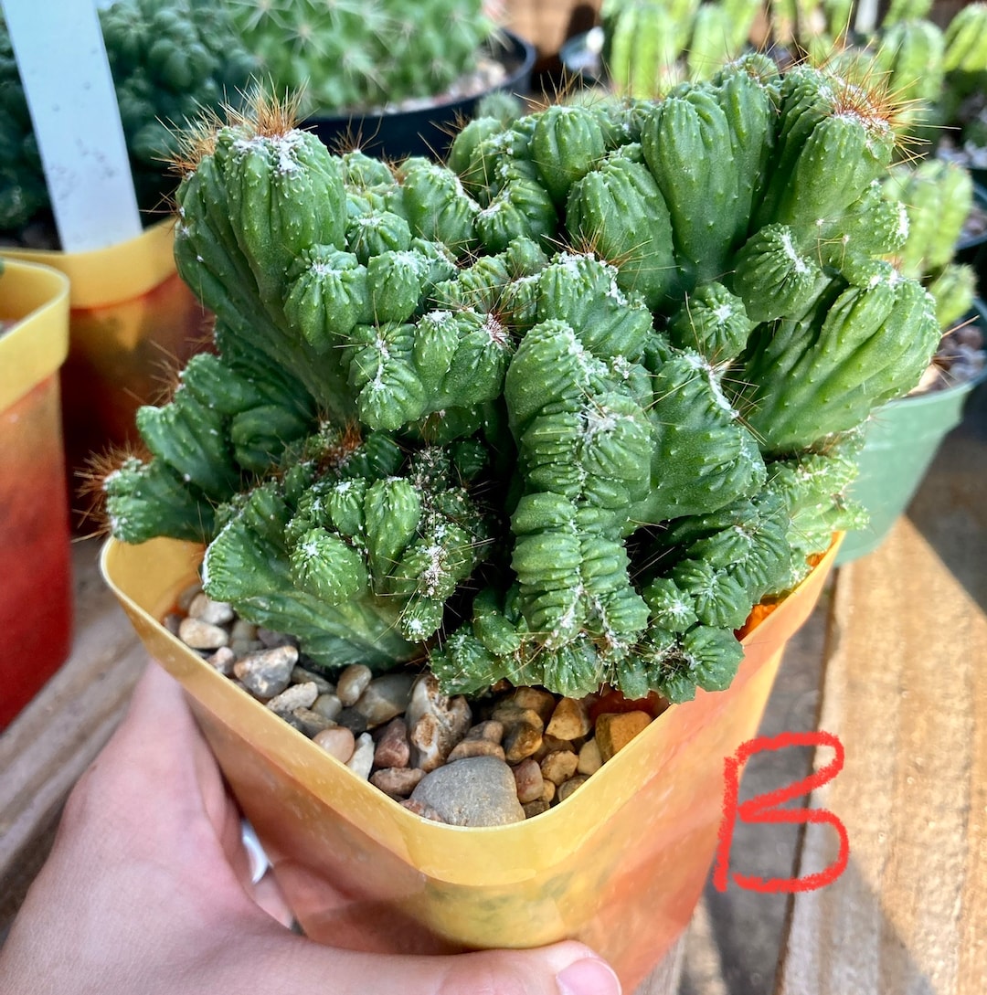 Crested Cactus Cereus Fernambucensis 'cristata' Two - Etsy