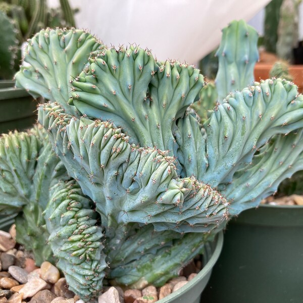 Blue Crested Cactus - Etsy
