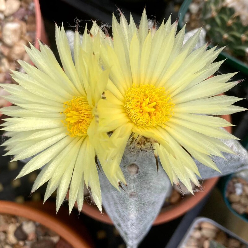 Astrophytum Seeds - Etsy