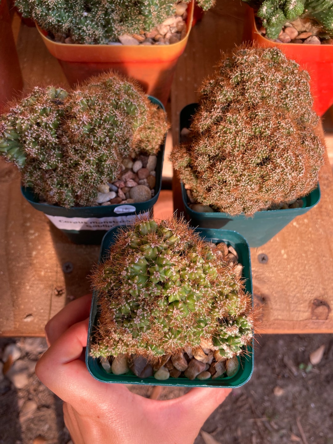 Monstrose Cactus Cereus Peruvianus Monstrosa goblin Growing in 3.5 Pot ...