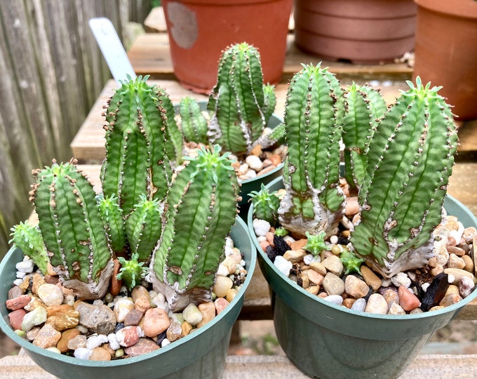 Tanzanian Zipper Plant, Euphorbia Anoplia, Succulent Pup Offset, One ...
