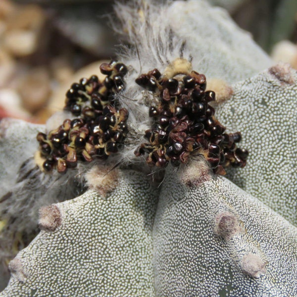 Astrophytum Seeds - Etsy