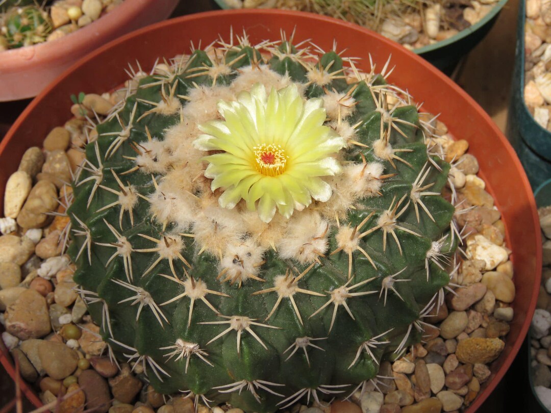 Seed Parodia Erinacea cephalophorus 20 Seeds new Seeds of 2024 - Etsy