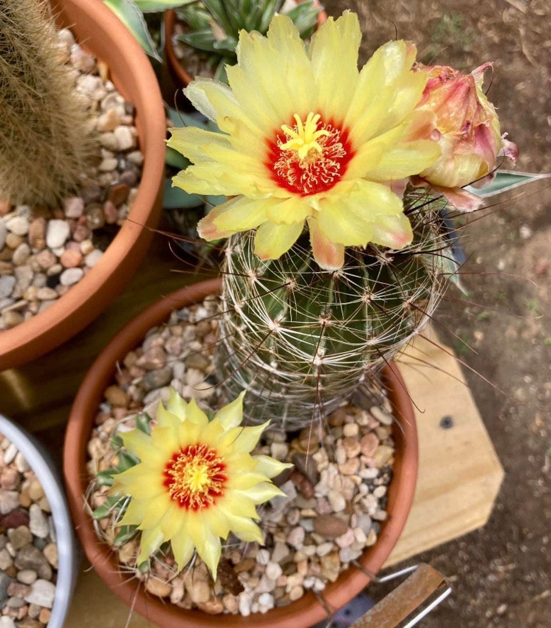 Seeds Thelocactus Setispinus 25-100 Seeds harvested in 2023 - Etsy