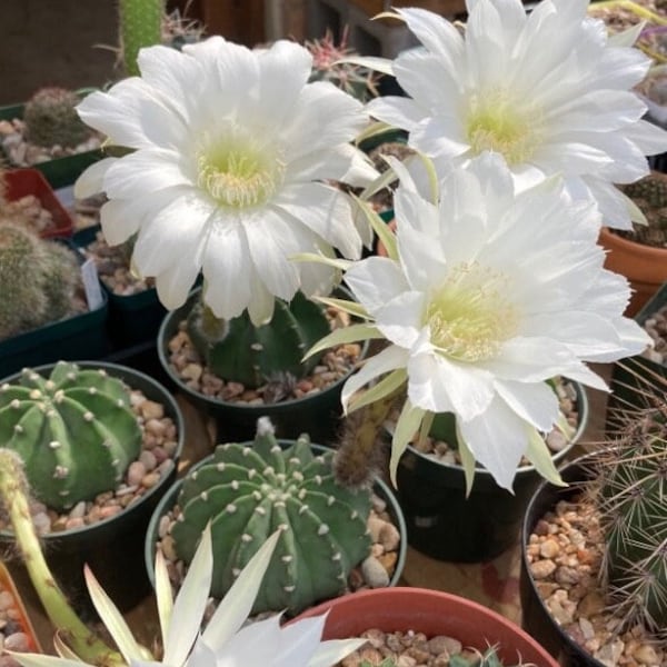 Domino Cactus - Etsy