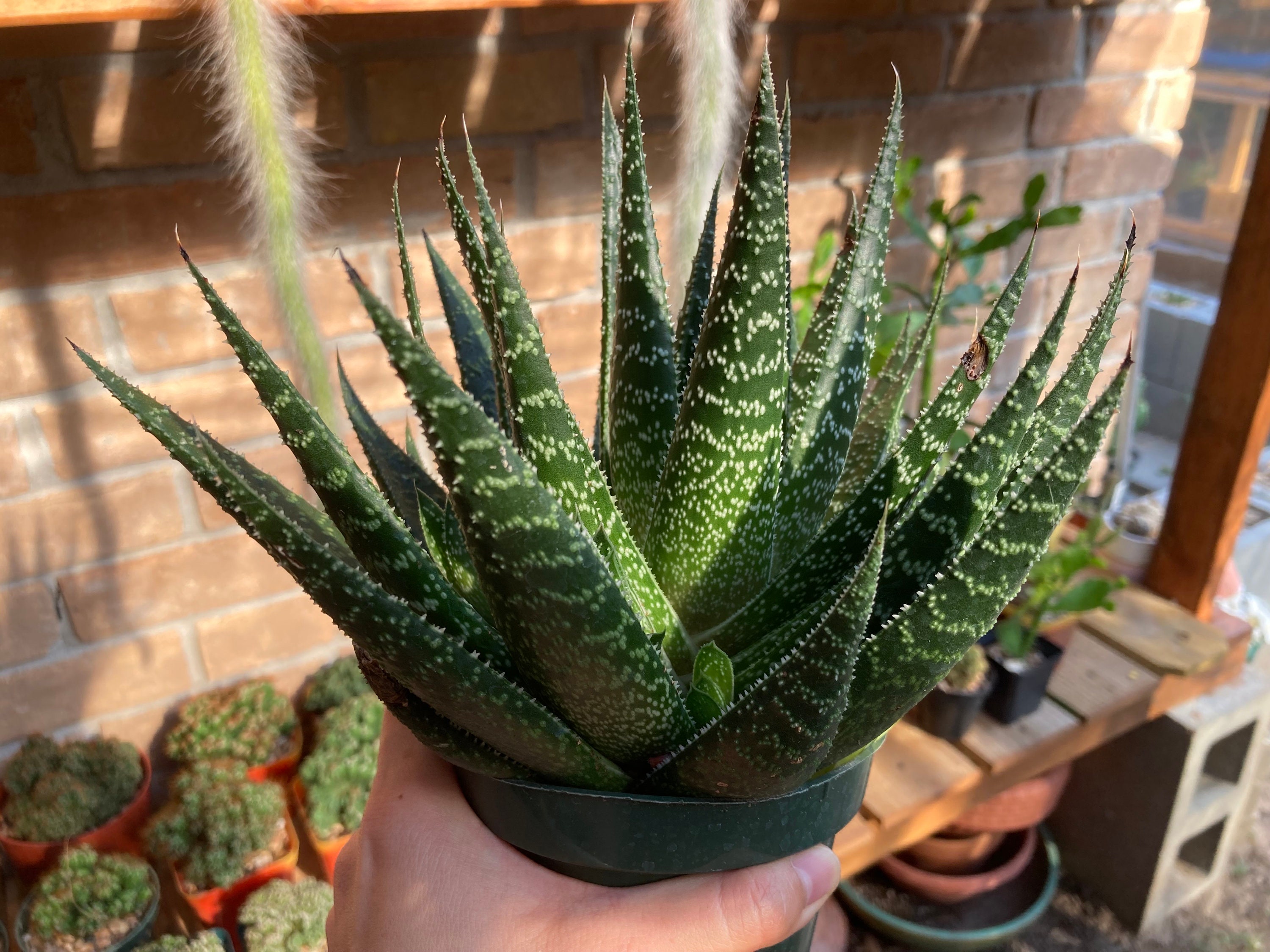 Gasteria Flow succulent 6 Big Plant With Pups - Etsy