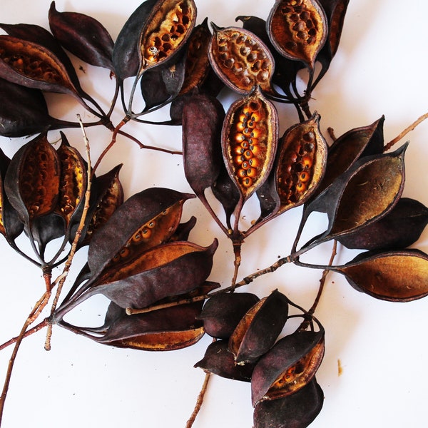 Tree Seed Pods - Etsy