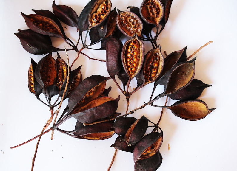 100 Brachychton Australian Bottle Tree Seed Pods Kurrajong - Etsy