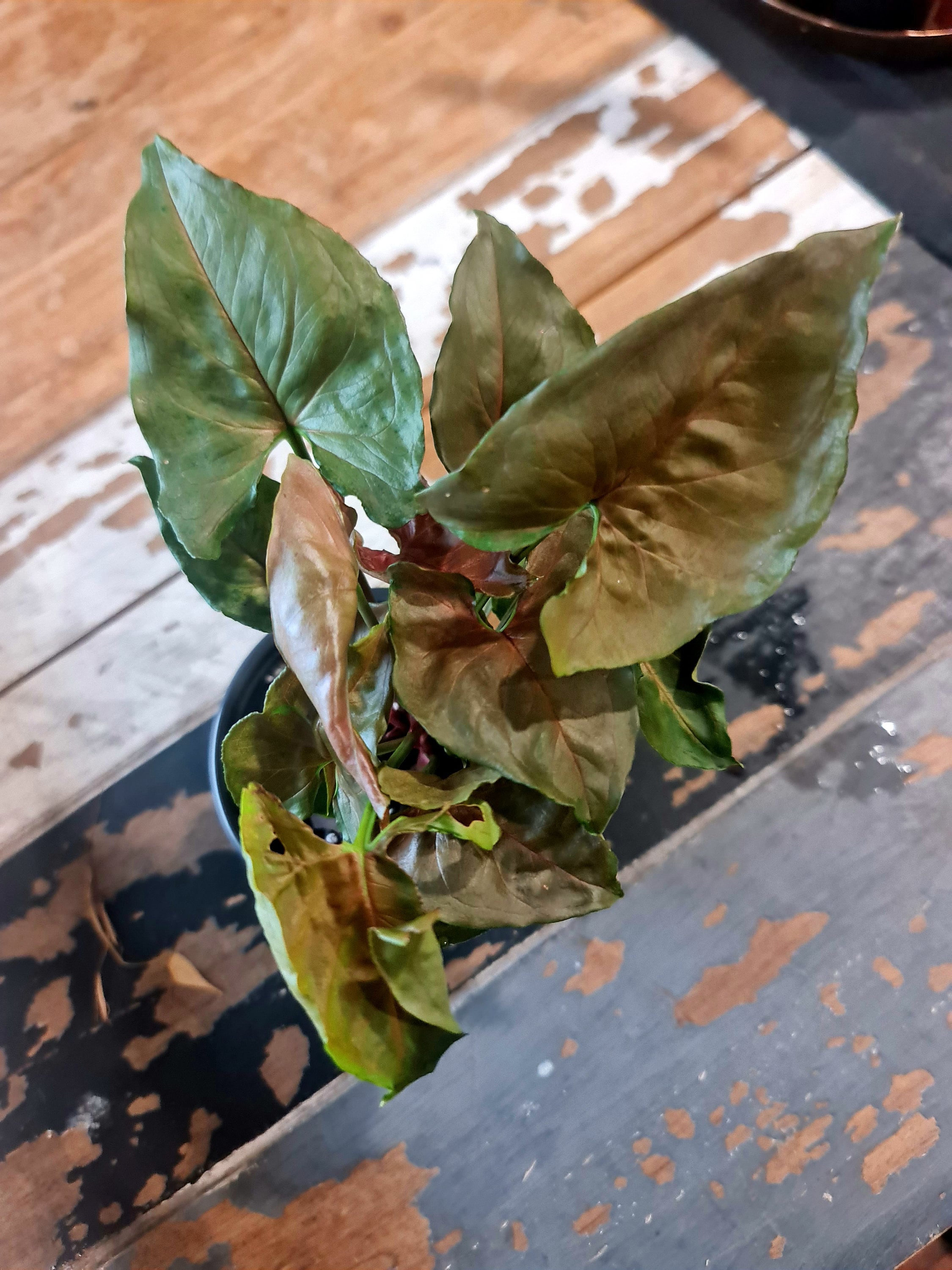 Syngonium Podophyllum Red Indoor Plant Striking Coloured Foliage Vining ...