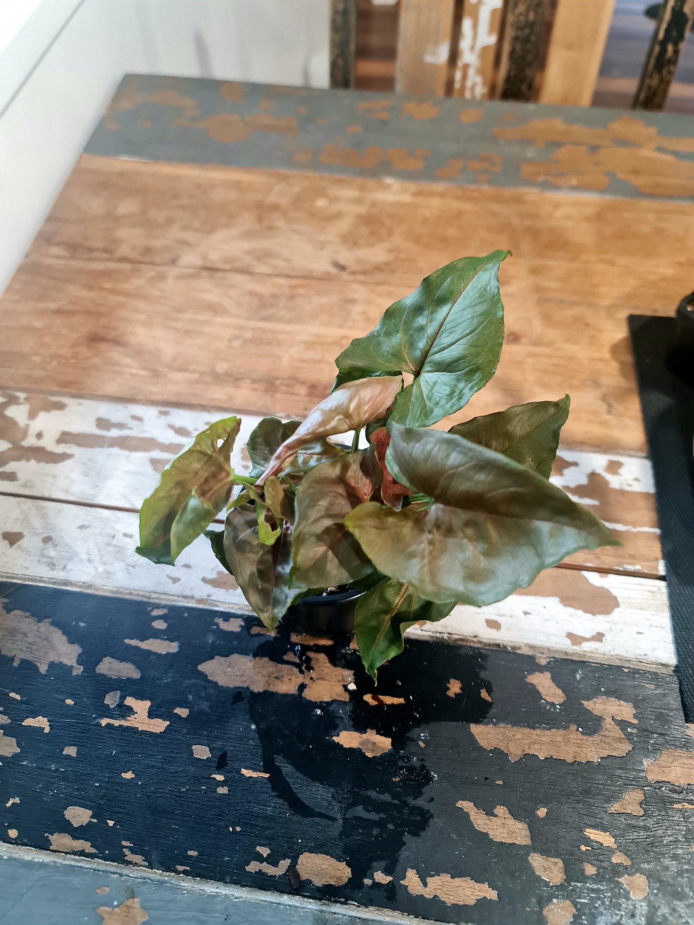 Syngonium Podophyllum Red Indoor Plant Striking Coloured Foliage Vining ...