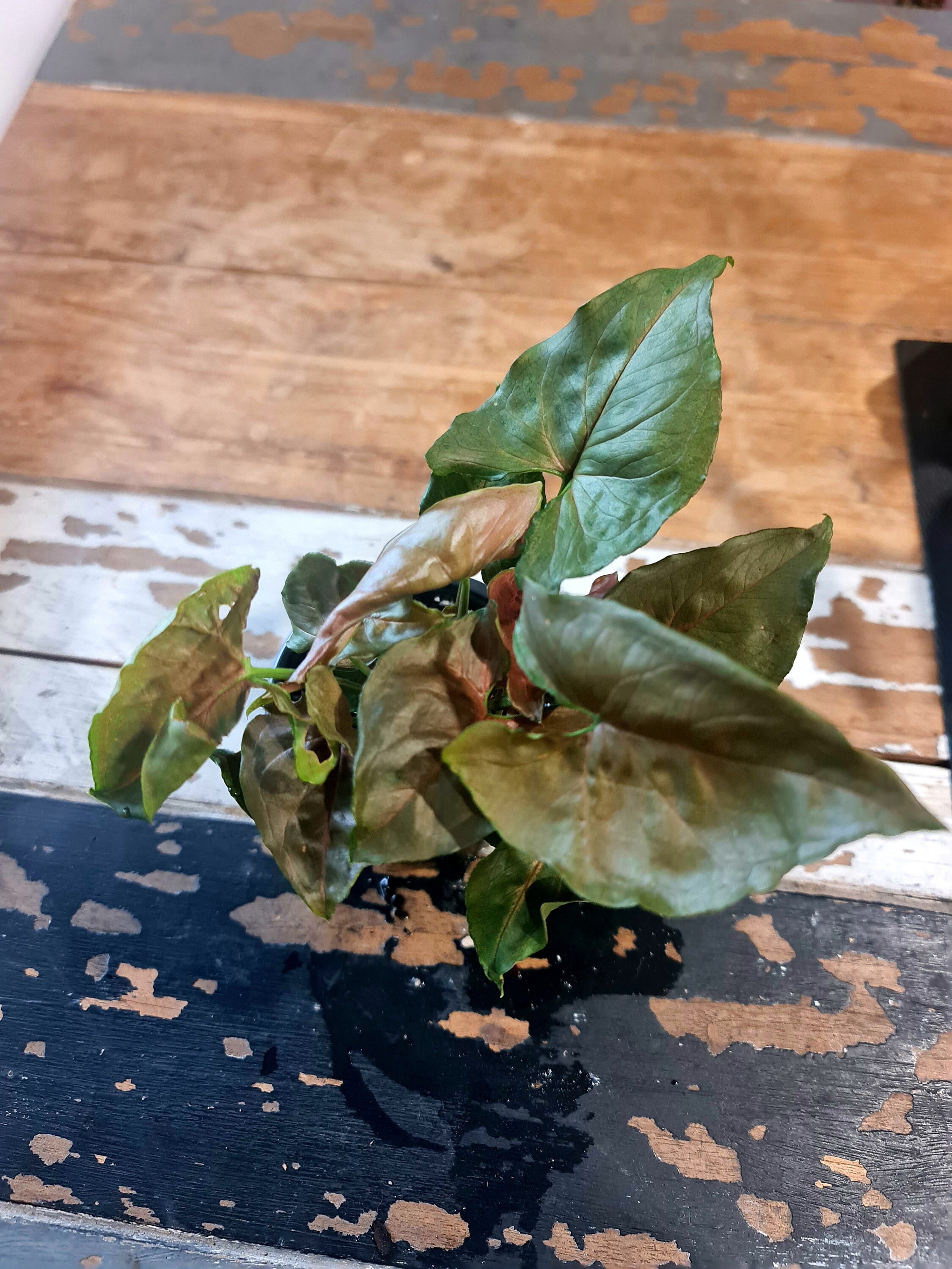 Syngonium Podophyllum Red Indoor Plant Striking Coloured Foliage Vining ...