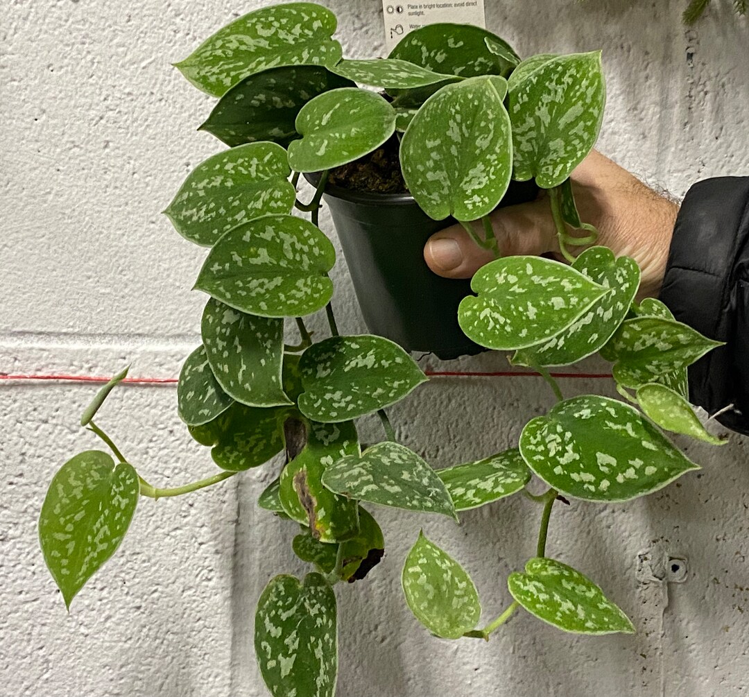 Pothos Satin/ Satin Silver Pothos /scindapsus Satin Silve, Potho Satin ...