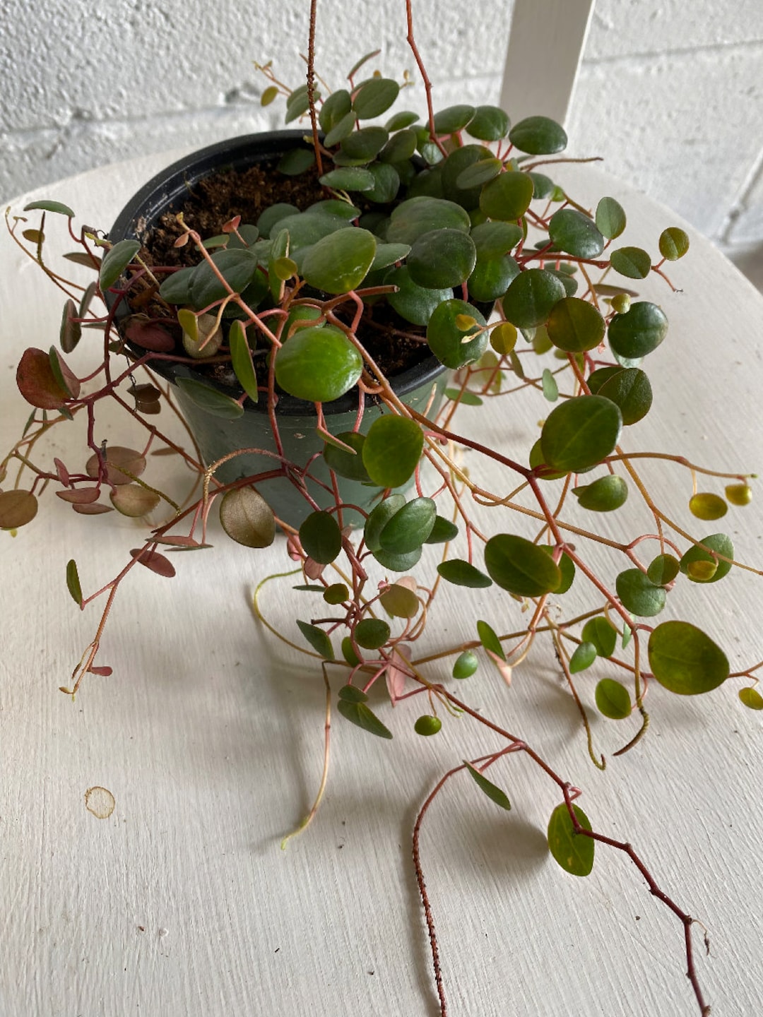 Peperomia Pepperspot, String of Coin Plants - Etsy Canada