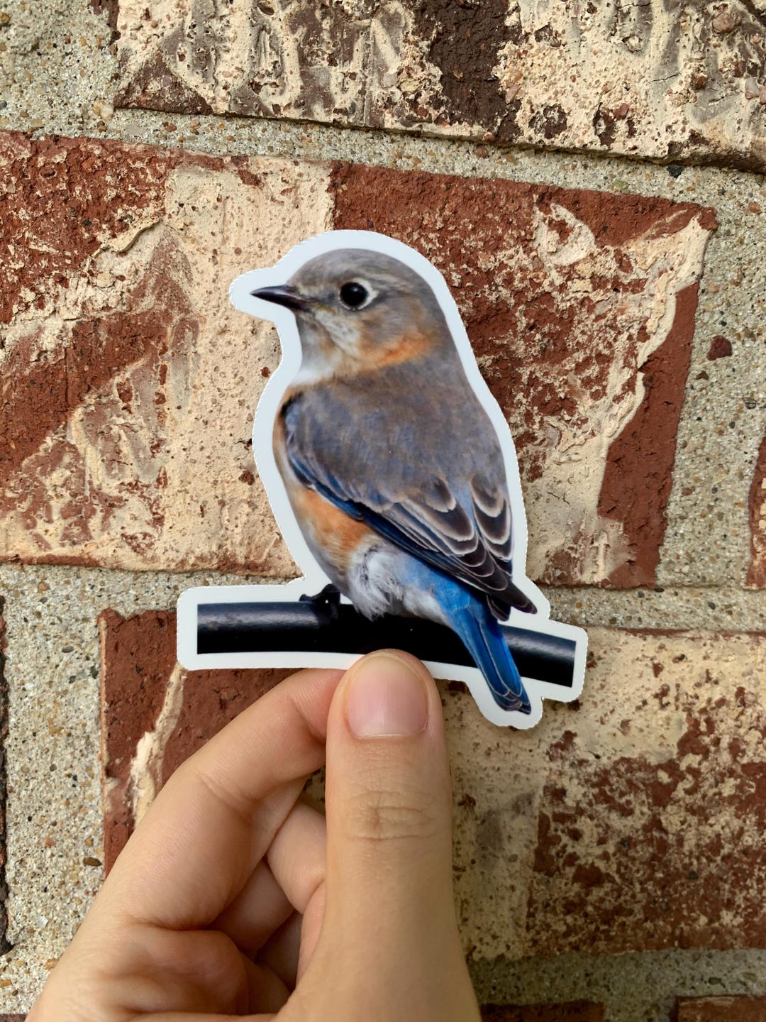 Female Bluebird Stickers Animal Stickers Wildlife Photo Stickers Nature ...