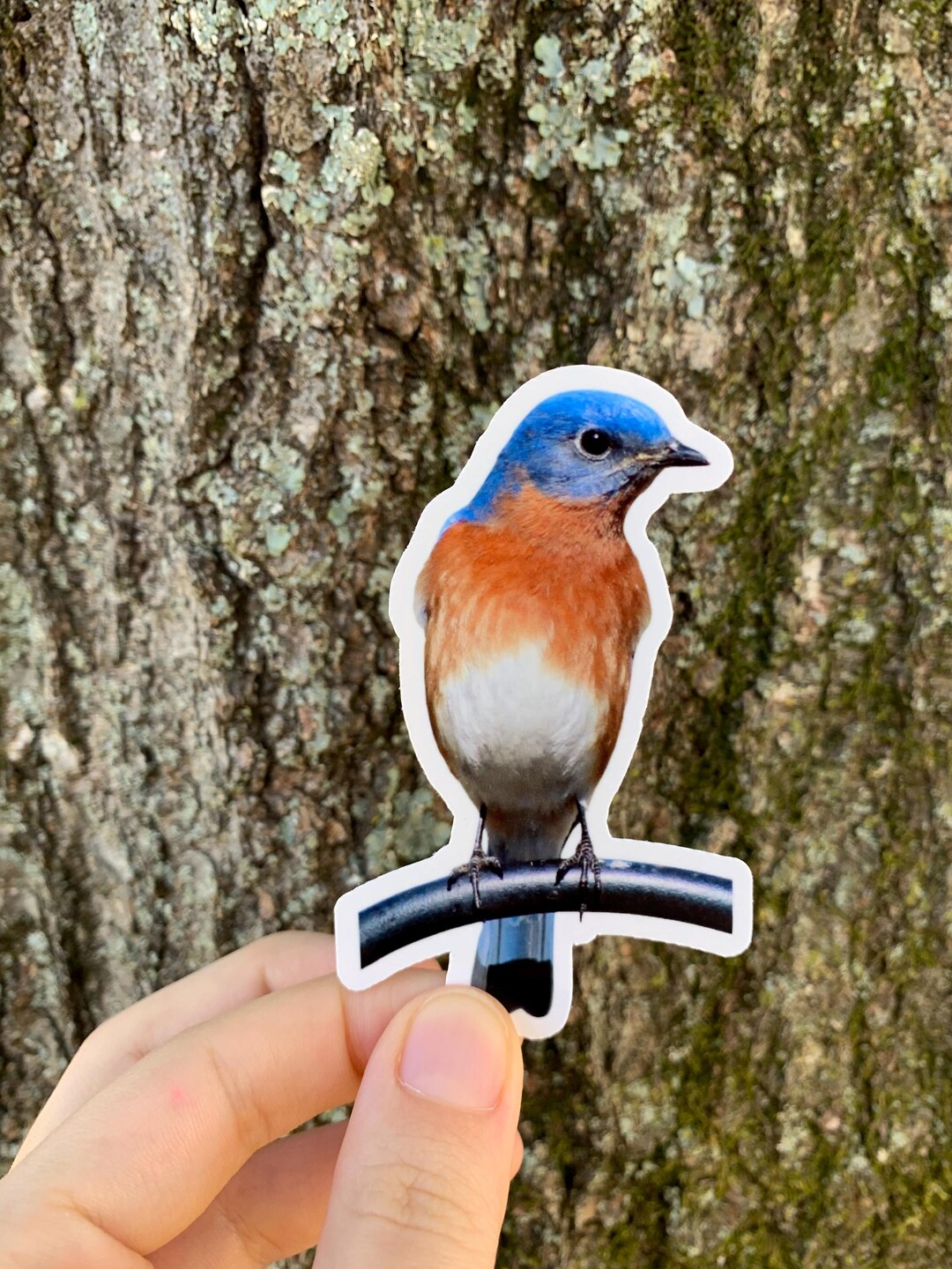 Male Bluebird Stickers Animal Stickers Wildlife Photo Stickers Nature ...