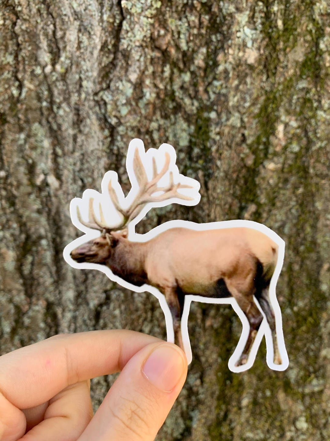 Elk Stickers Animal Stickers Wildlife Photo Stickers Nature Stickers ...