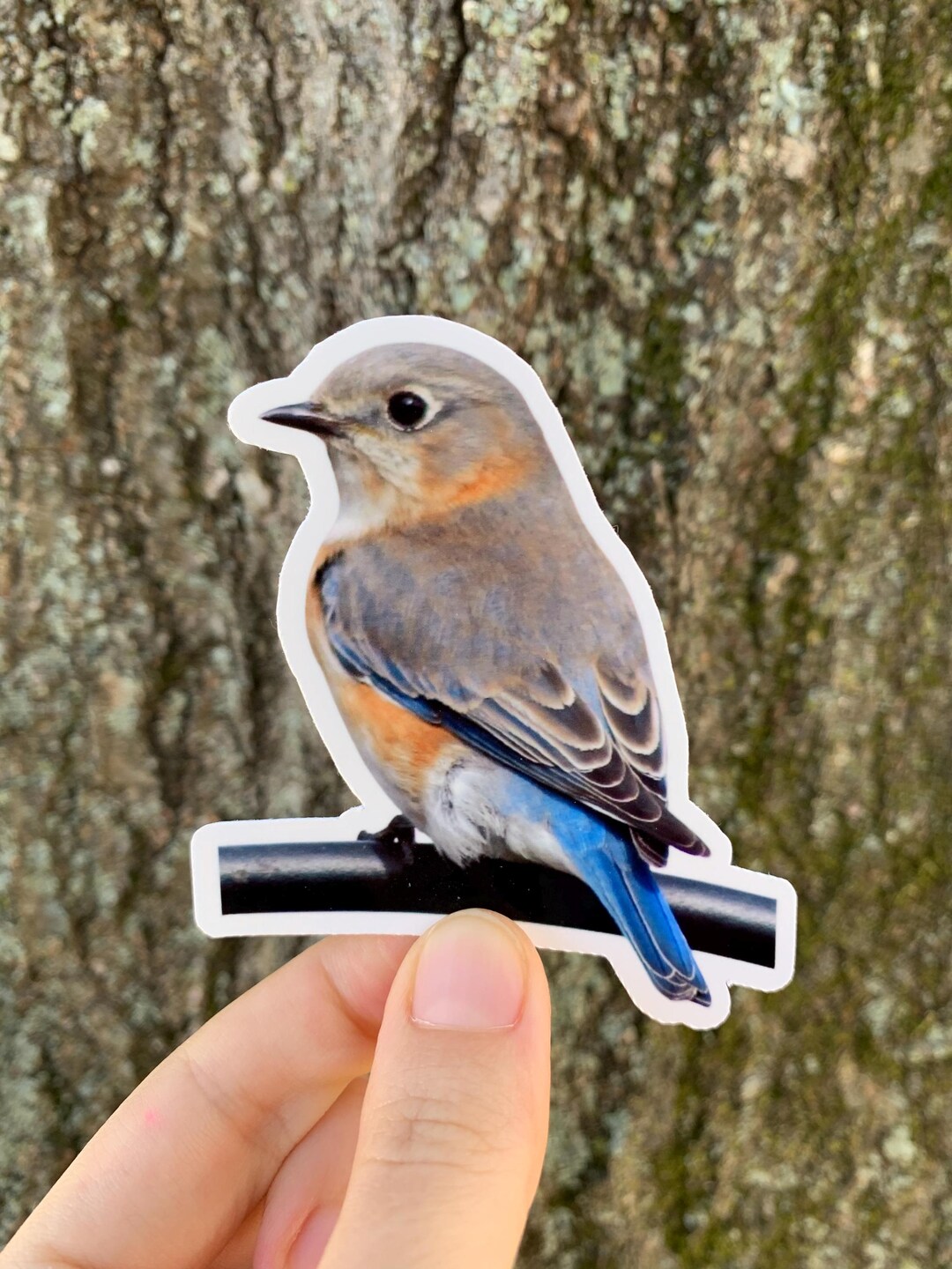 Female Bluebird Stickers Animal Stickers Wildlife Photo Stickers Nature ...