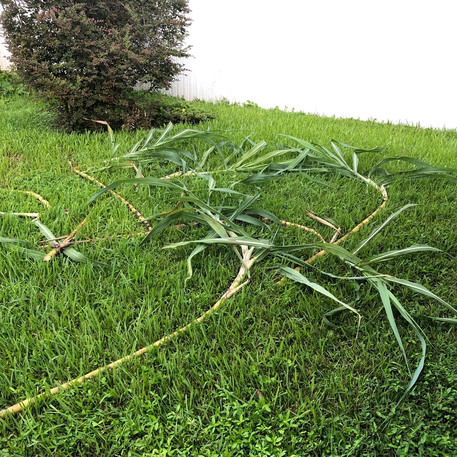 Sugarcane Node Cutting - Etsy