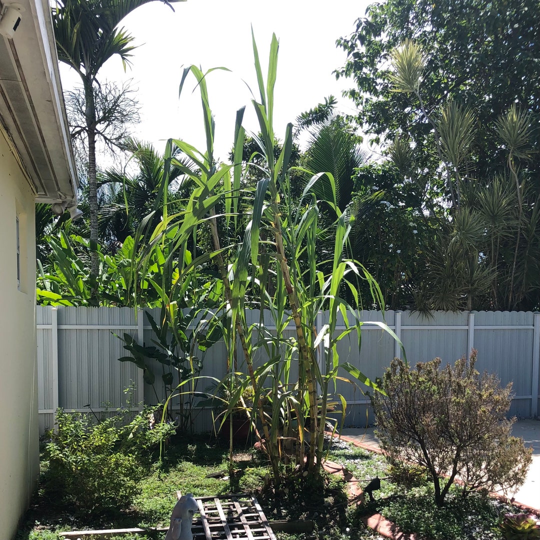 Sugarcane Node Cutting Etsy