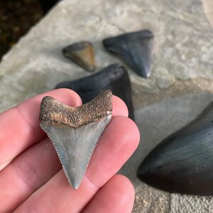 5 Megalodon Teeth the Largest One Measures 5.56 Inches. - Etsy