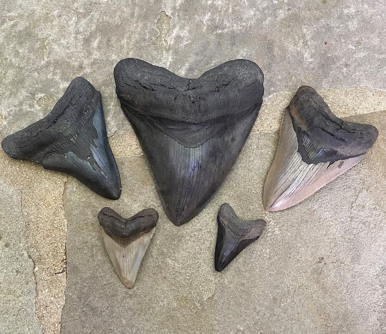 5 Megalodon Teeth the Largest One Measures 5.54 Inches. - Etsy