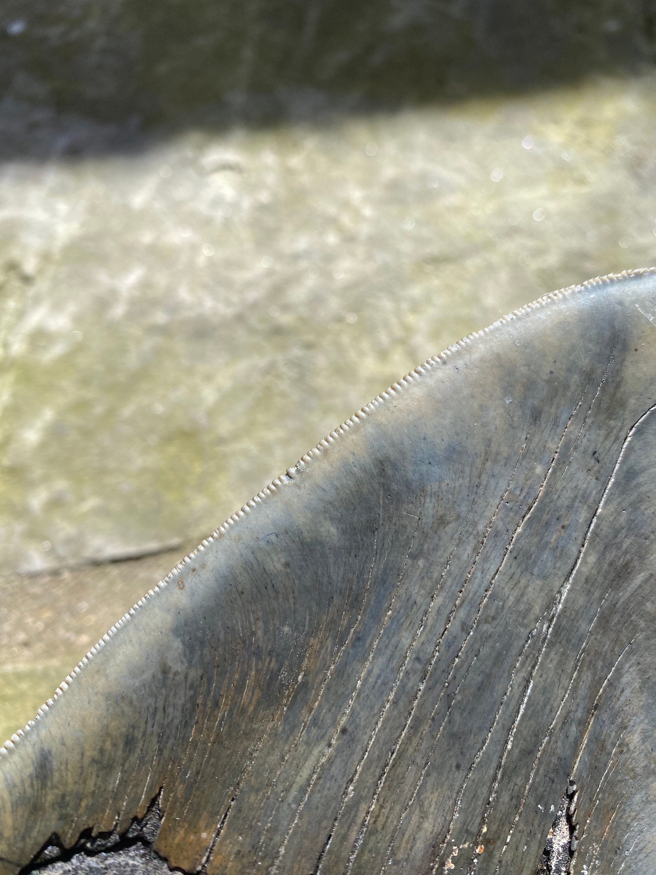 Massive 6.12 Inch Megalodon Tooth With Serrations. This Tooth Comes a ...