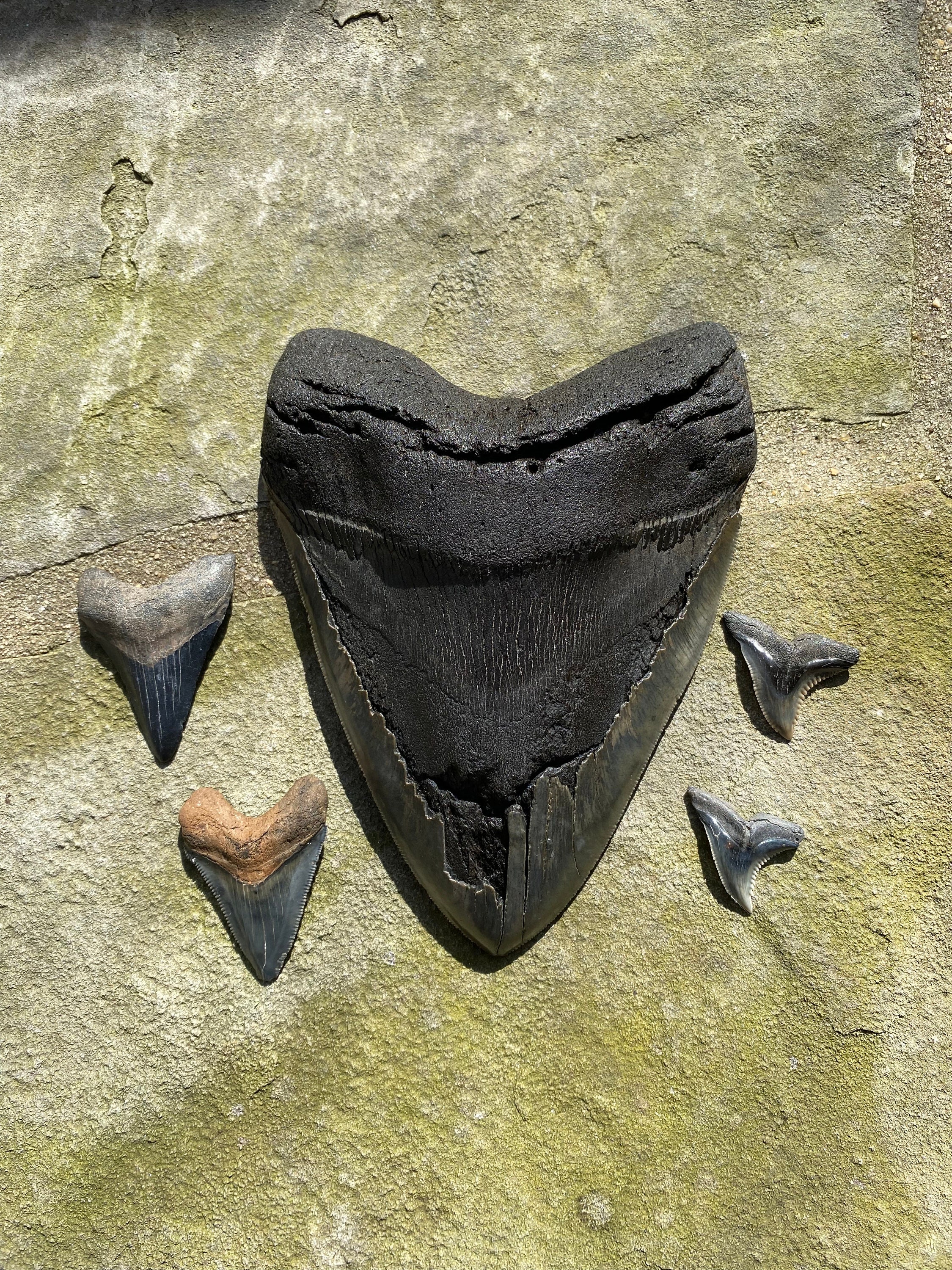 Massive 6.12 Inch Megalodon Tooth With Serrations. This Tooth Comes a ...