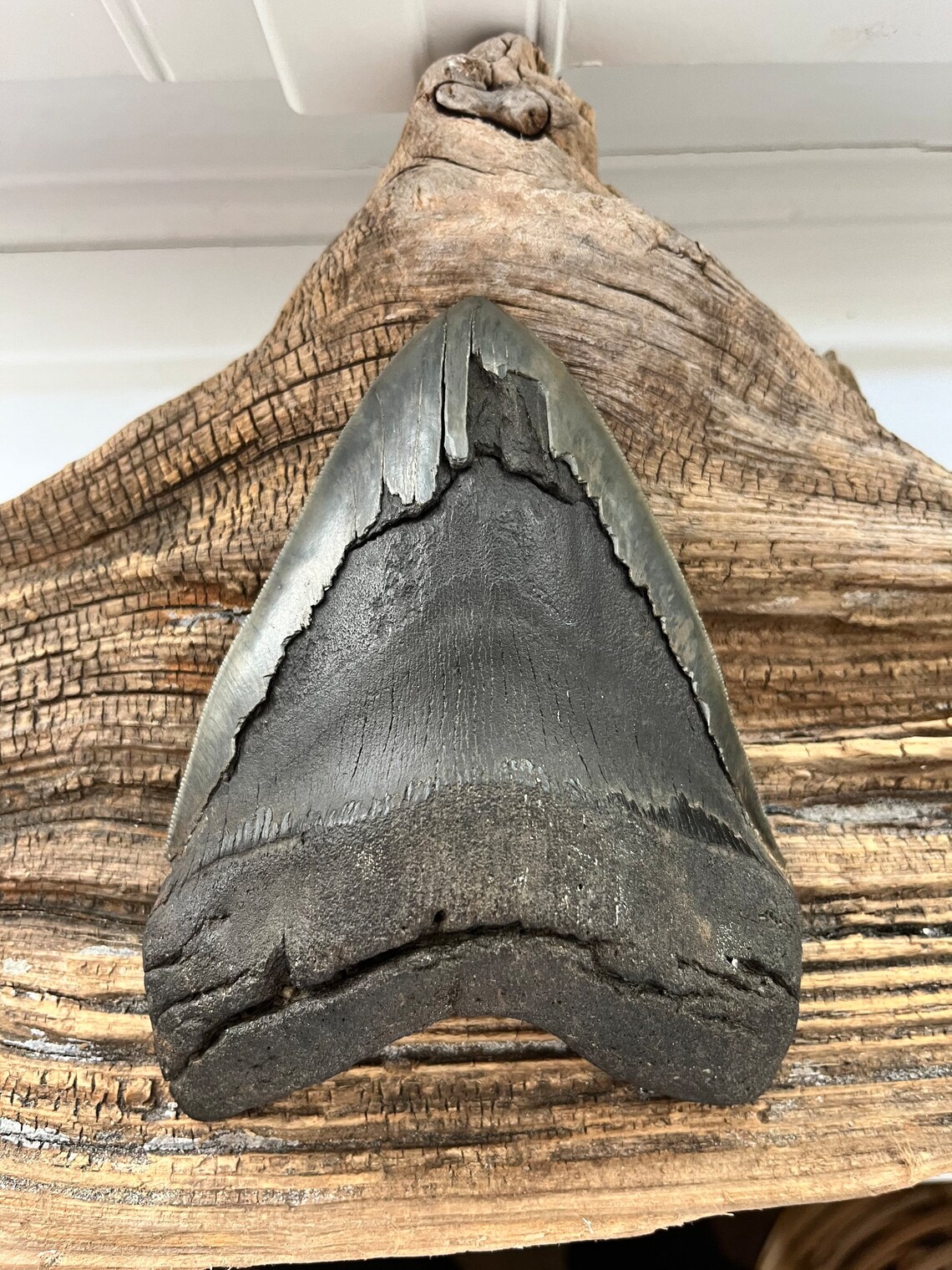 Massive 6.12 Inch Megalodon Tooth With Serrations. This Tooth Comes a ...