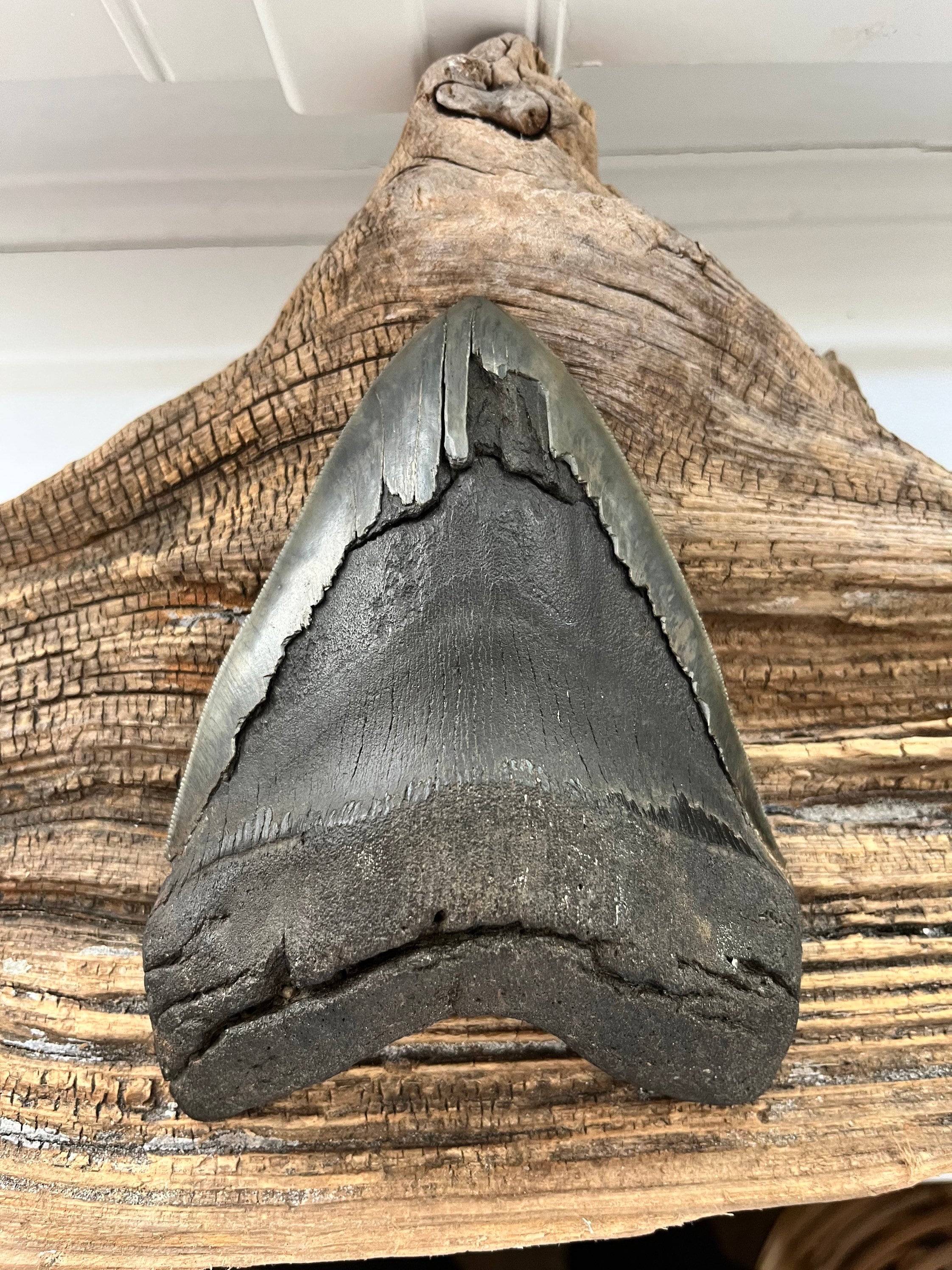 Massive 6.12 Inch Megalodon Tooth With Serrations. This Tooth Comes ...